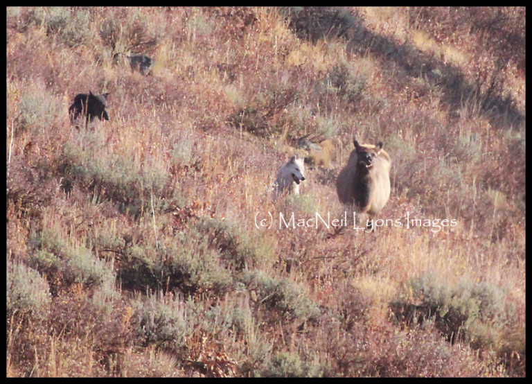 » Witness to a Wolf Hunt
